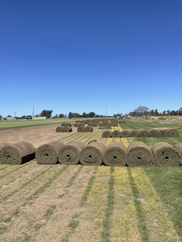 Grass Turf Rolls - Maxi Roll Turf | Arrow Turf