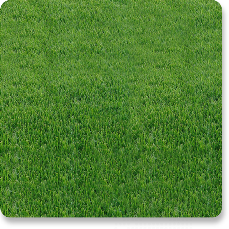 Sapphire Soft Leaf Buffalo Turf | Arrow Turf