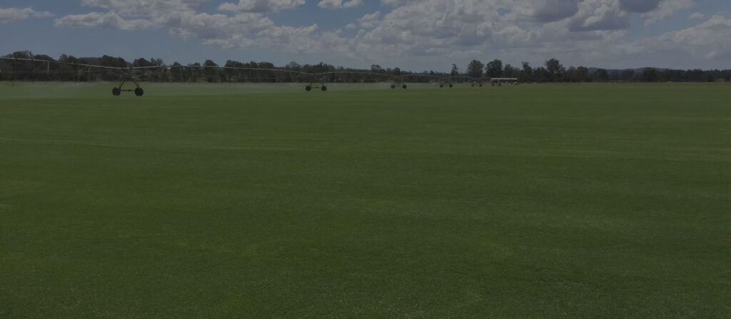 Sapphire Soft Leaf Buffalo Turf Sydney | Arrow Turf