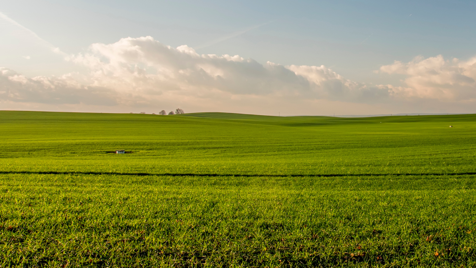 Turf Supplier Sydney - Natural Premium Turf | Arrow Turf